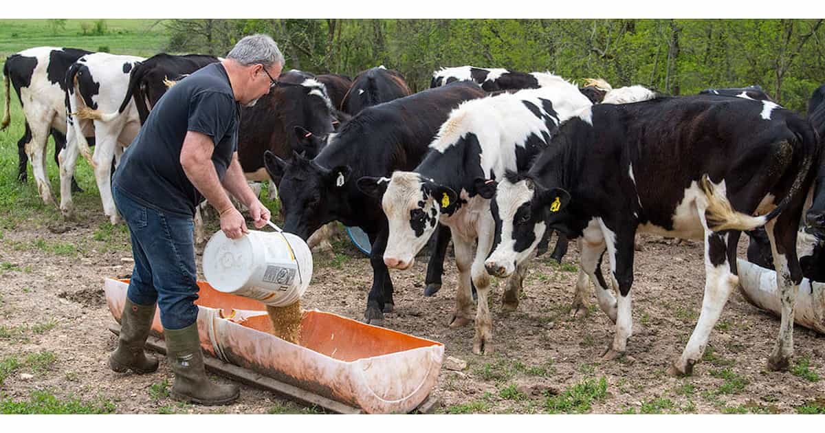 Dairy Nutrition | MFA-inc.