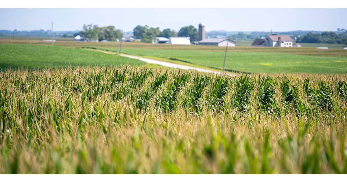 corn agronomy guide